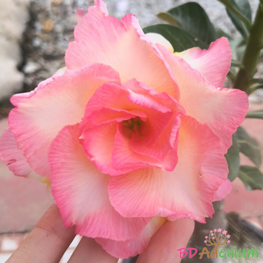 এ্যাডেনিয়াম হোমালি | Adenium Hommalee | First Adenium Online Platform ...
